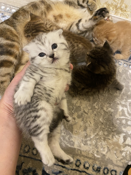 Скотиш фолд