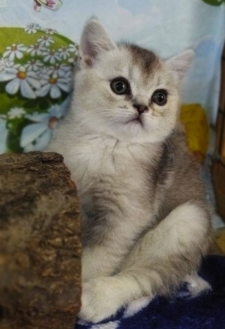 Котёнок Страйт мальчик серебристая шиншилла