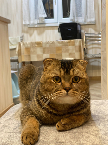 Mushuk scottish fold 1 yosh erkak soglom zod olish uchun