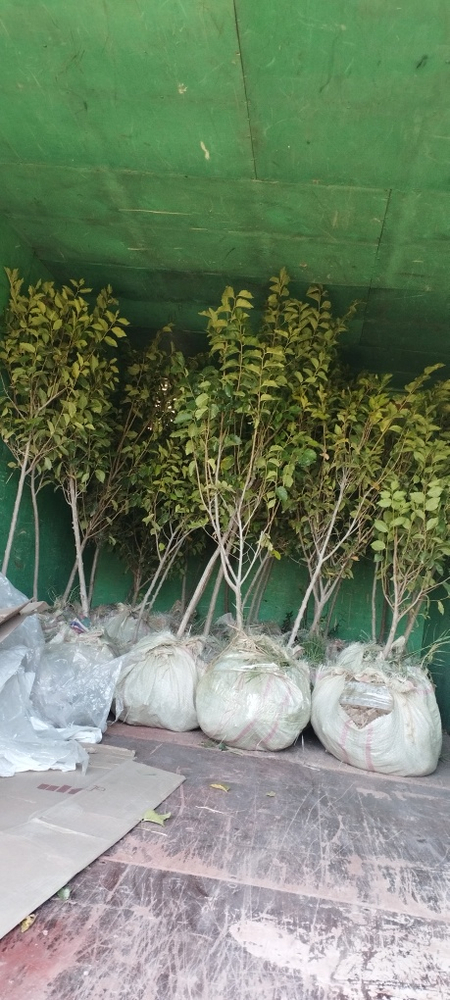 Qayragʻoch  (Гужум) кайрагоч