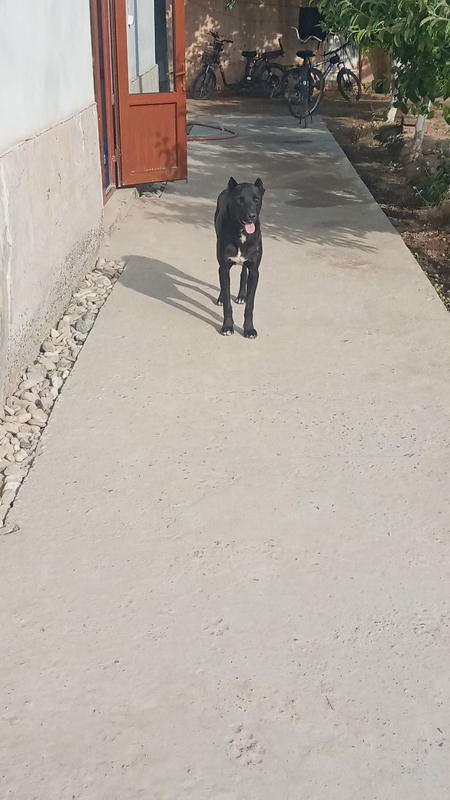 Pitbull erkak 8 oylik