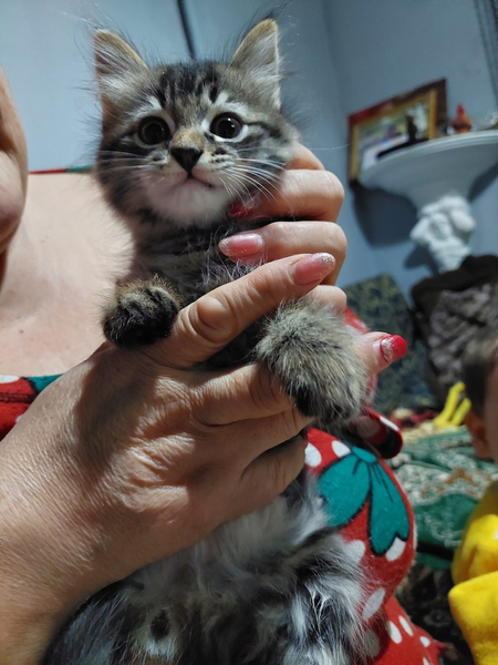 Пахмоккина мушукчалар сотилади