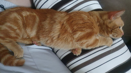 Продается кошка Манчкин