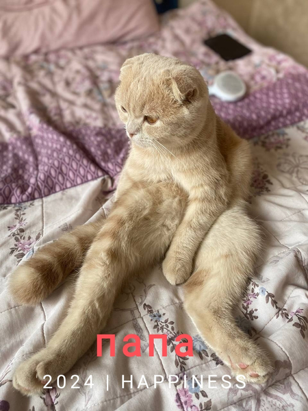 Котики продается