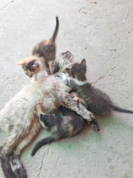 4 котенка от сиамской кошки
