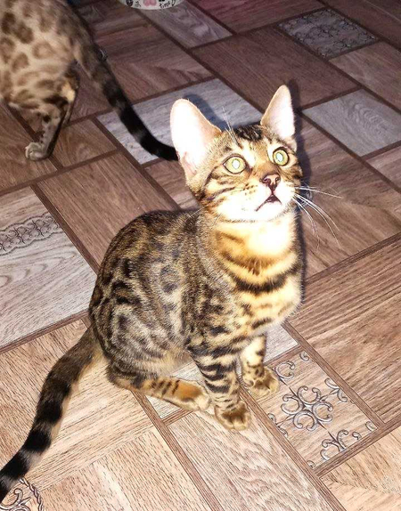 Бенгальские чистокровные котята