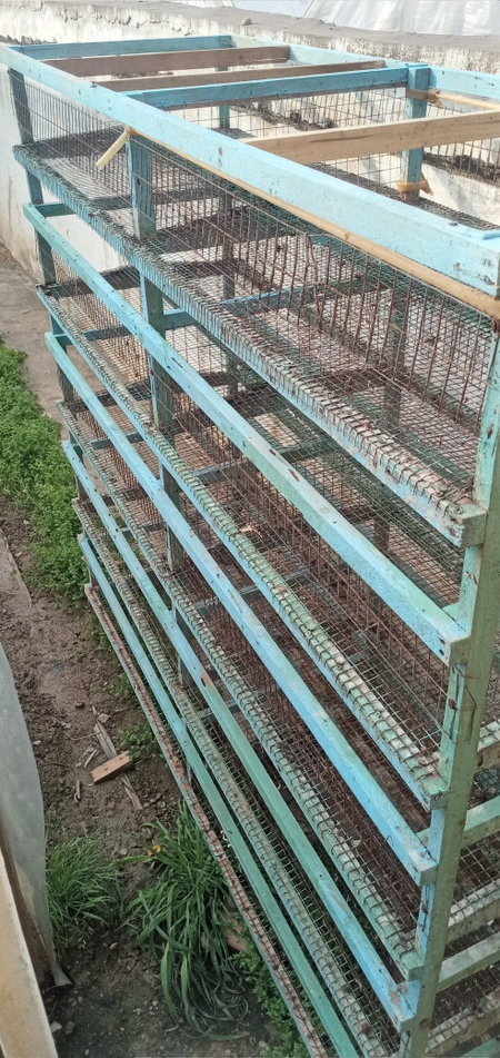 Bedana Qafas 200tali 500tali