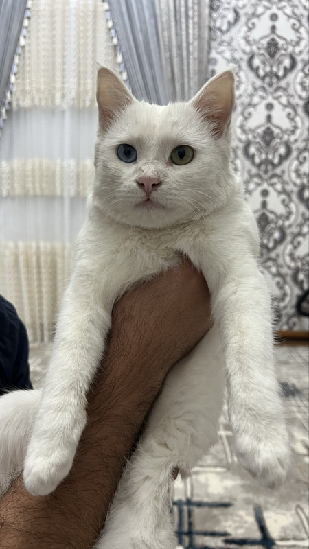 Mushuk sotiladi!!!