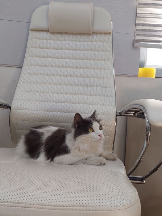Кошка пушистая красавица. Стерилизованная (котят не будет)