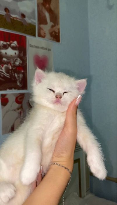 Продаются котята (шиншиллы)