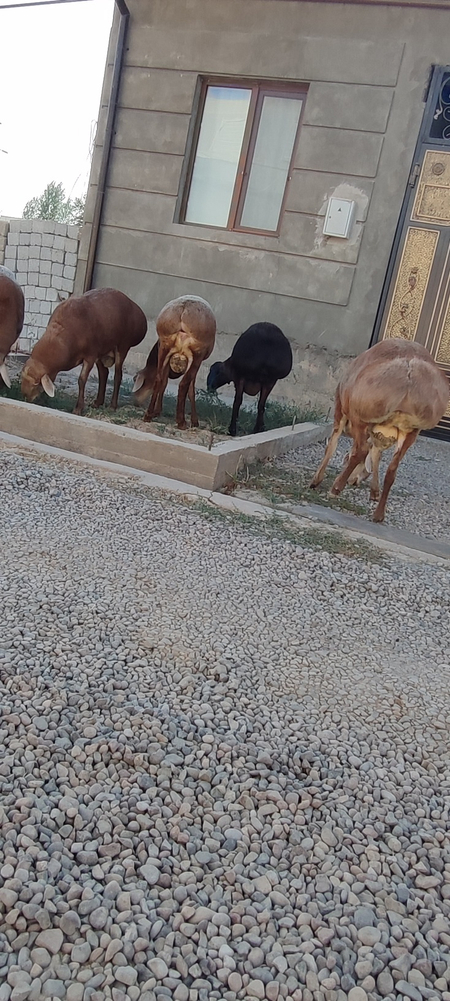 Qochqor sotiladi