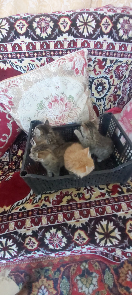 Отдам котят даром хорошые пуки