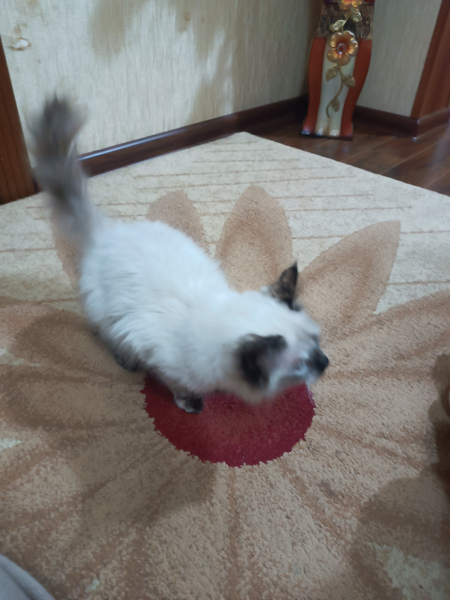 Балинизийкий котёнок!