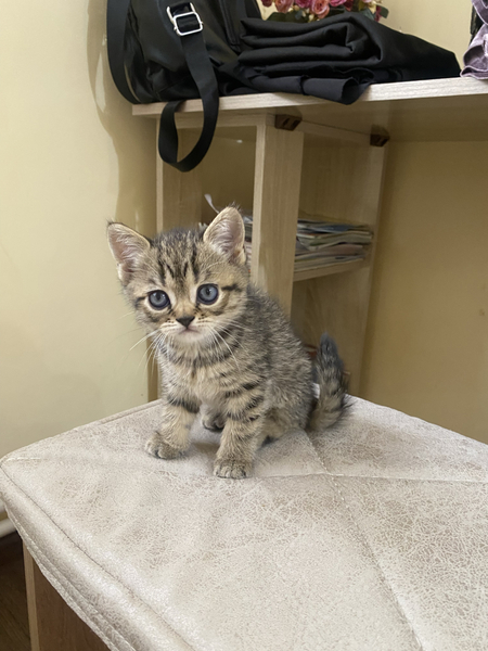 Шотландские котята