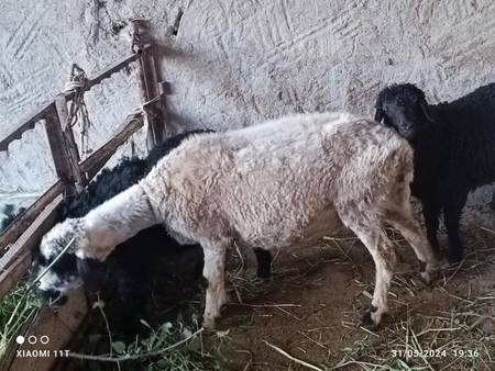 Barra,egiz tug'adigan ona qo'y sotiladi
