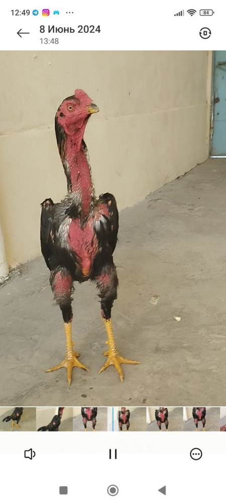 Jojala sotiladi harxil oyda chiqgan