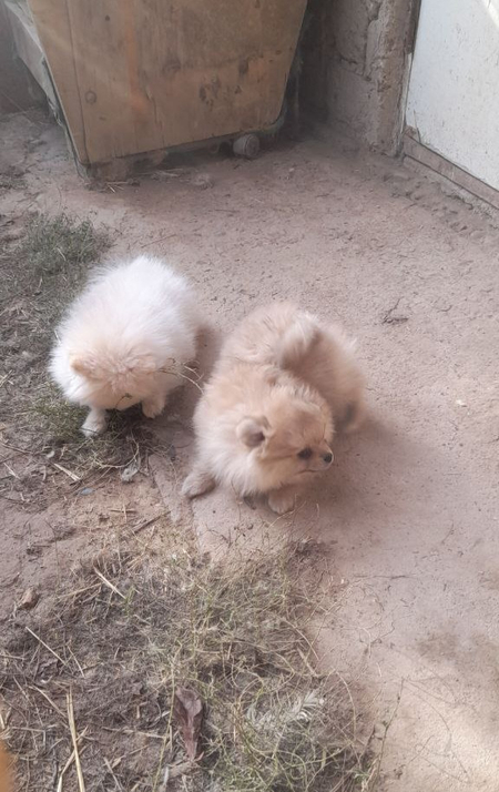 Срочно Продаётся шпиц