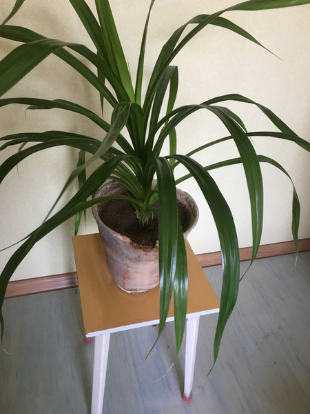 панданус комнатное растение