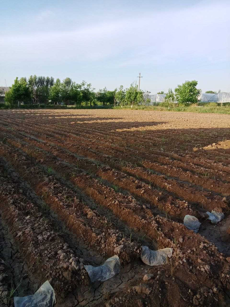 Dala hovli, ekin yer maydoni