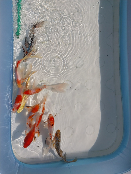 Карп кой / Karp koi