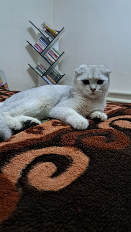 Продам котенка фолд серебристая шиншилла
