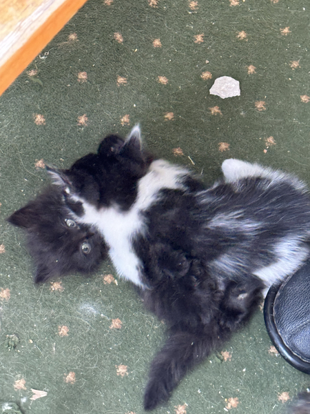 Мушук котята