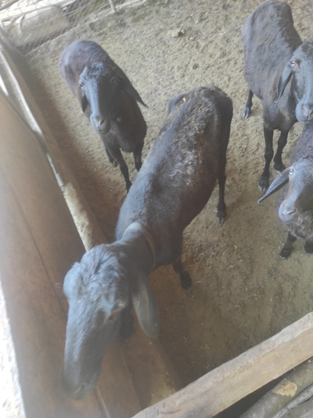 Asalomekom urg'ochi qo'y sotiladi