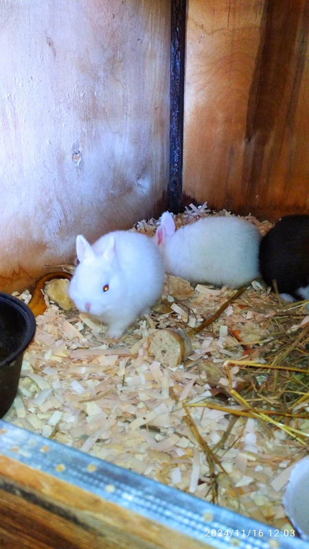 Karlik Mini Dekoratavniy quyon bolalari sotuvda. Карликовые кролики