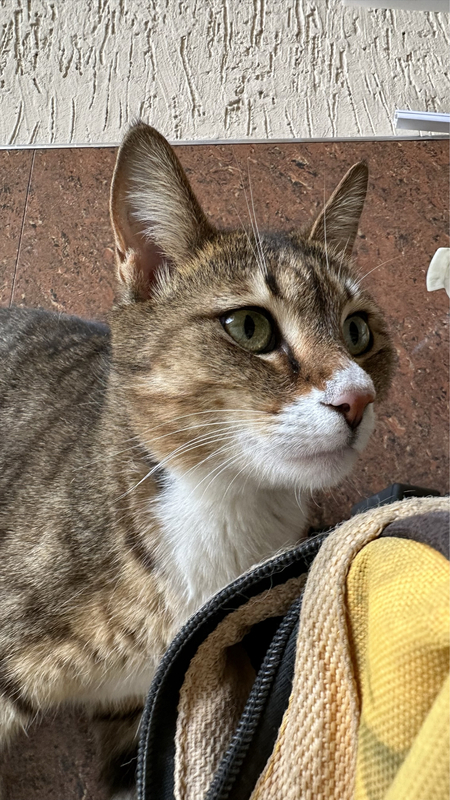 Кошка стерилизованная
