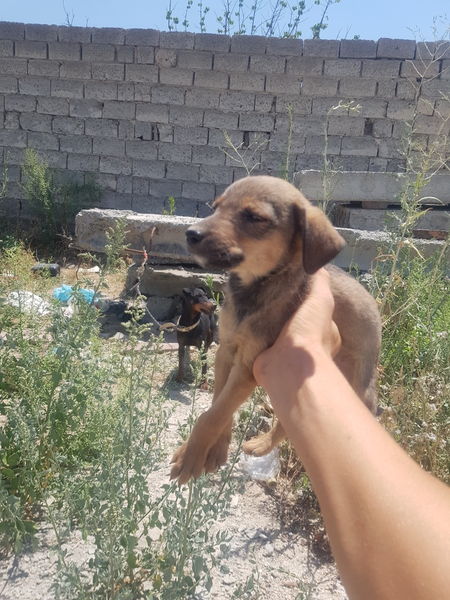 chotki kuchuk yaxshi qaralgan pitbulga qochgan