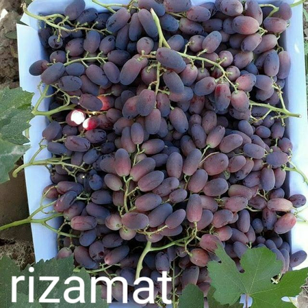 Ishonchli UZUM kòchatlar