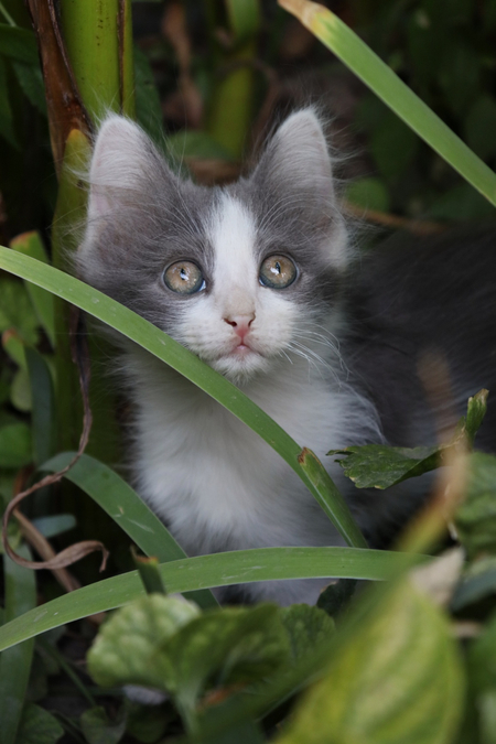 Котенок в Надёжные руки!