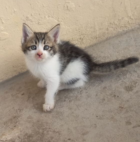 Котята (Мушукчалар)