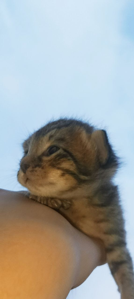 Продаются маленькие красивые котики.