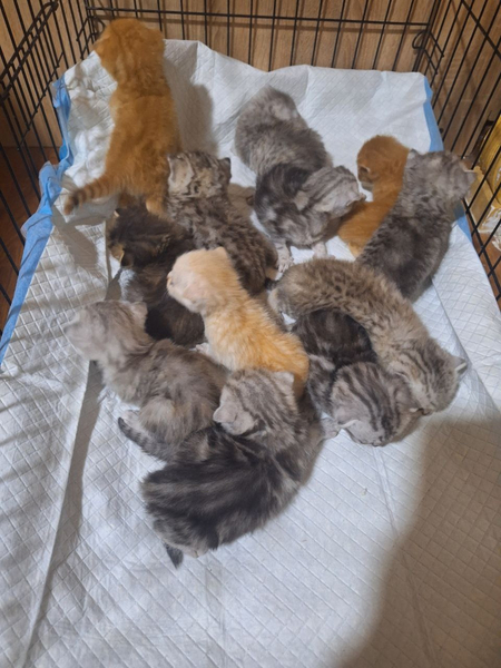 Продаются котята отличной породы. Папа Фолд Мама Страйк .