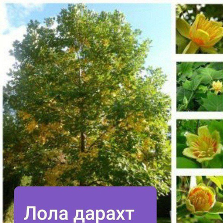 Сотилади манзил сурхондарё вилояти