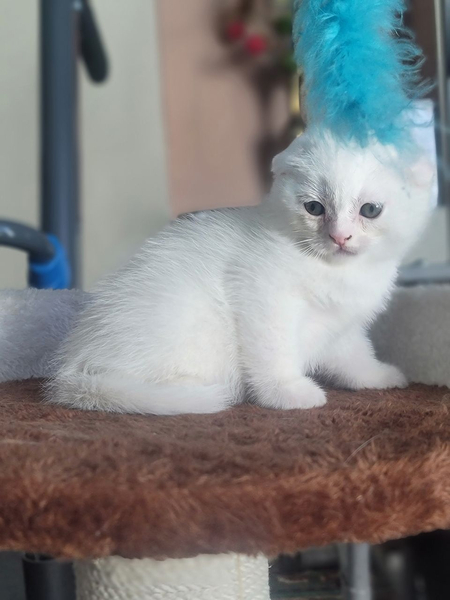 Продаётся кошечка