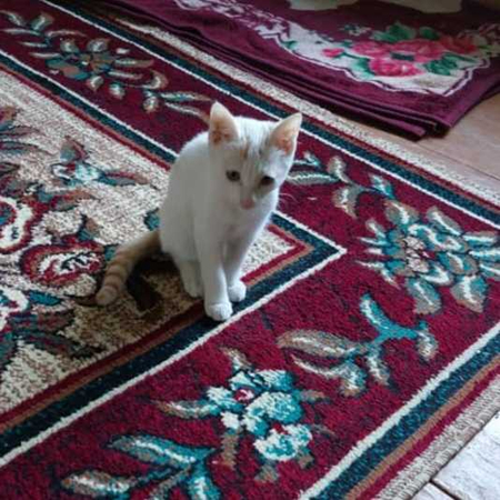 Отдам даром котят