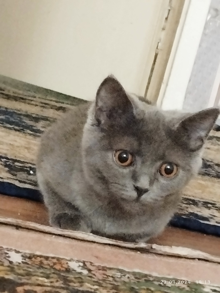 Продам срочно!! Скотиш страйт!!