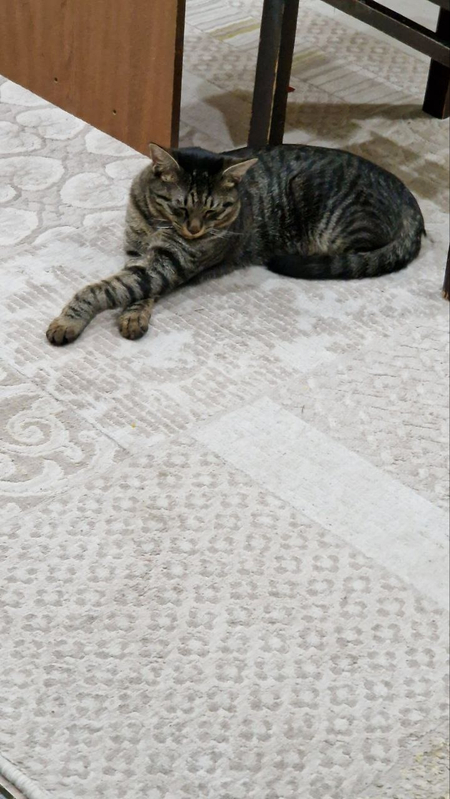 Бесплатно отдам котят в добрые руки