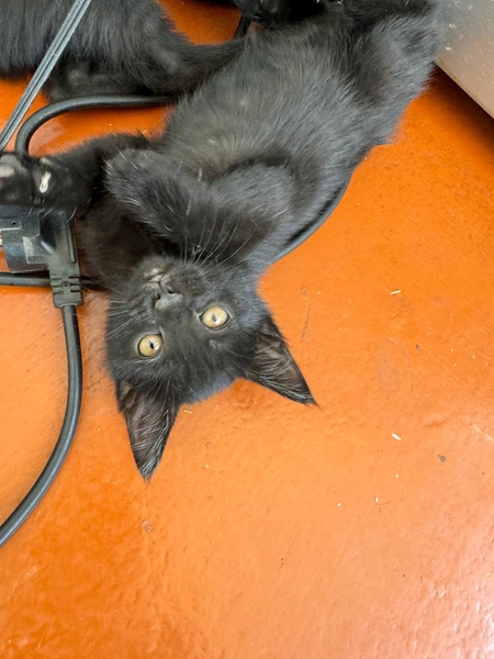 Котята в ответственные руки