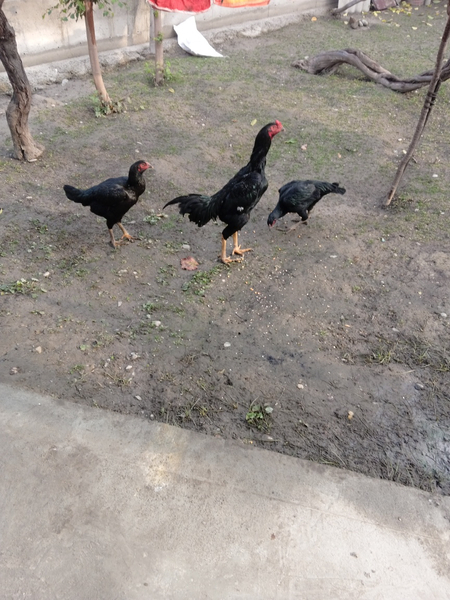xoʻroz zoti kares makiyonlariyam kares sotiladi choʻja 7 oyli hamasi