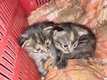 Отдадим котят с кошкой в хорошие руки