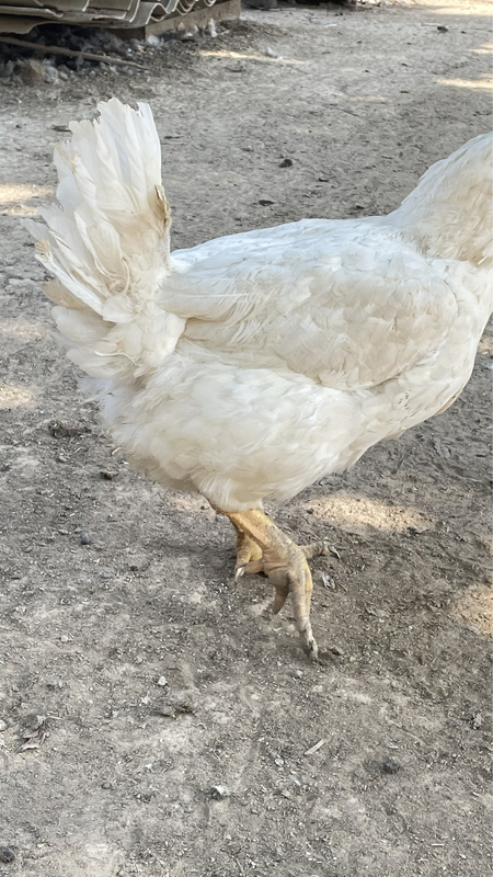 Broller 4-4.5 kg