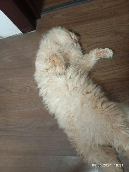 Персидский кошка