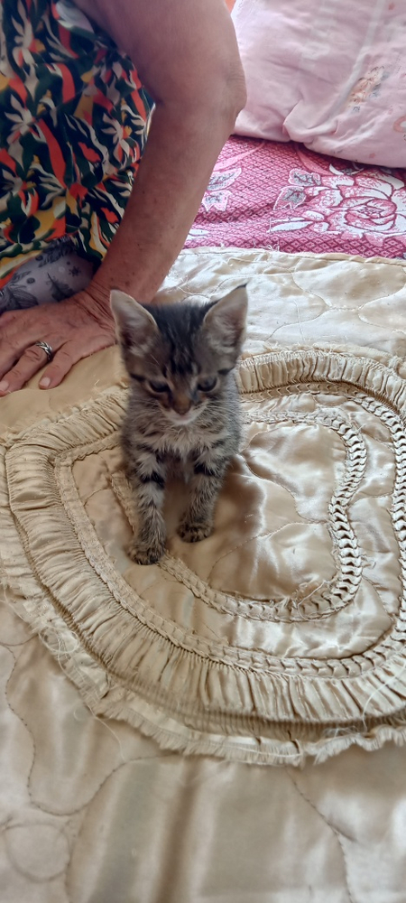 Продается котенок по кличке Мурзик. 1. 5 месяца.