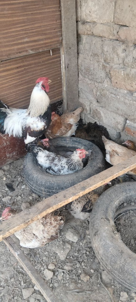 Tovuq sotladi narhini kelshamiz
