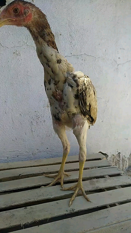Kulangi sotiladi