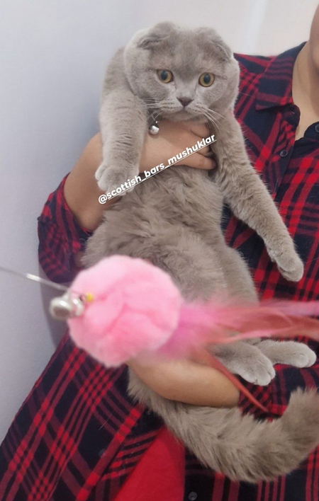 Мушук скотиш фолд ,кошка скоттиш фолд