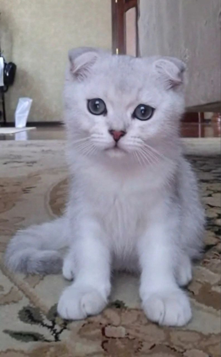 Продается котик